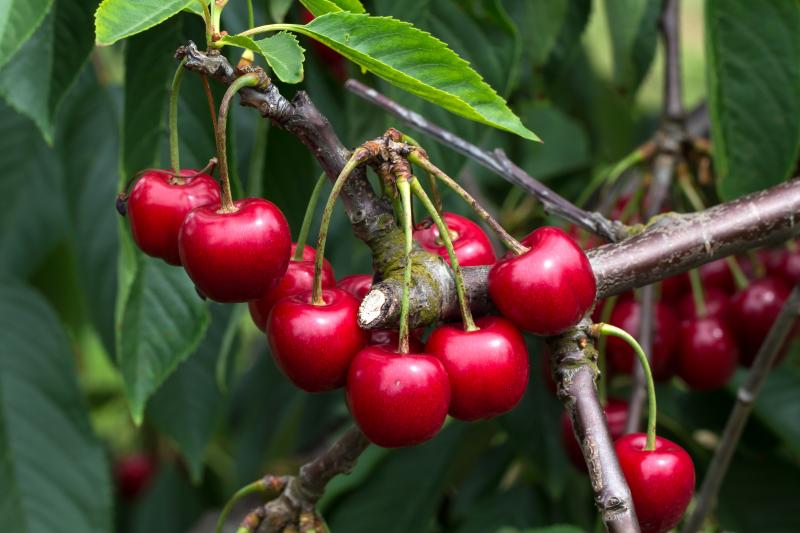 Northwest Growers Speed Up Cherry Harvesting During Heat Wave