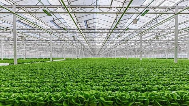 Gotham Greens Goes to Georgia | Progressive Grocer Gotham Greens Goes to Georgia | Progressive Grocer